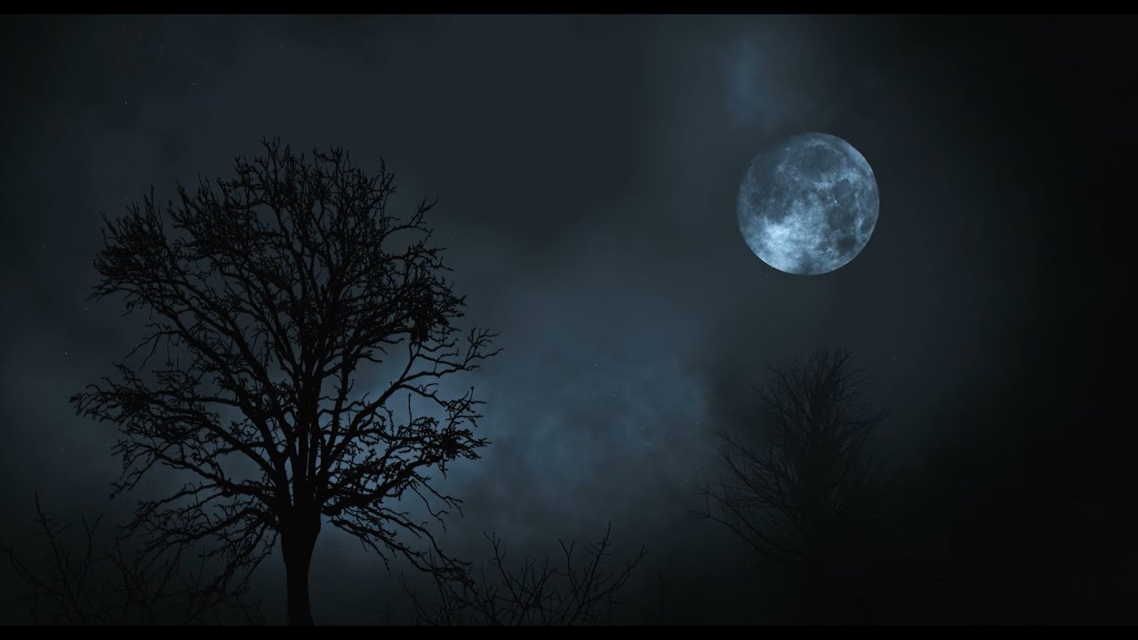 Full Moon Forest - MEDITATURE